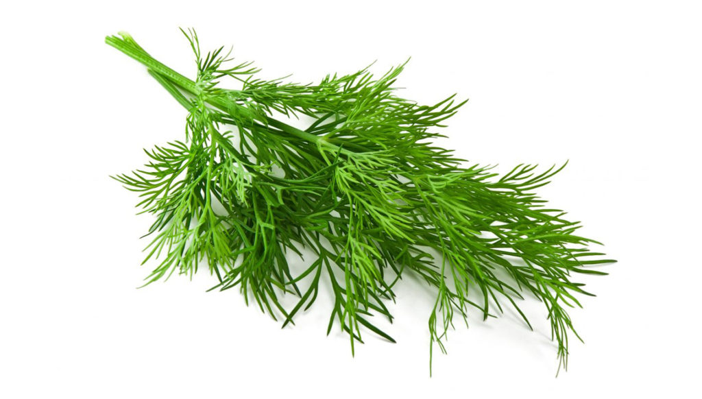 Herbes aromatiques – Aneth