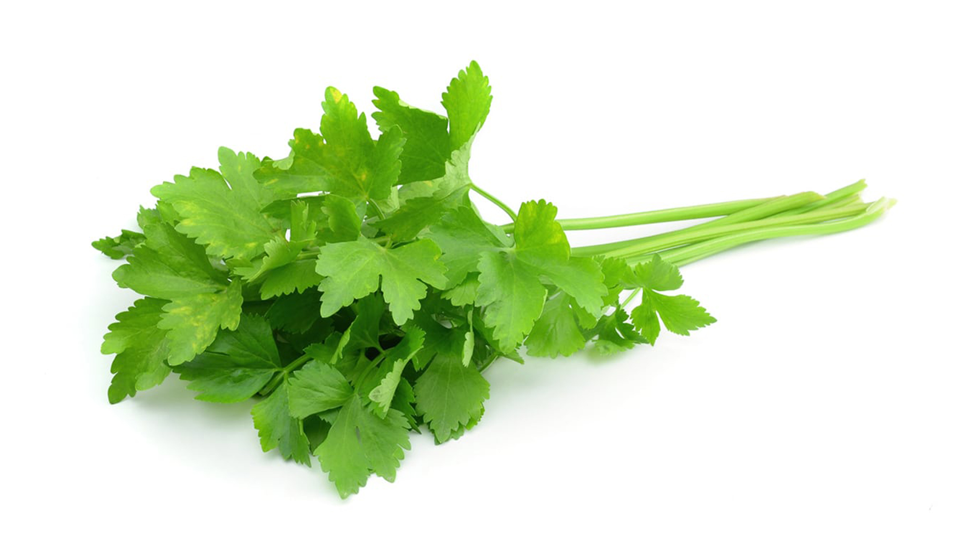 Coriandre