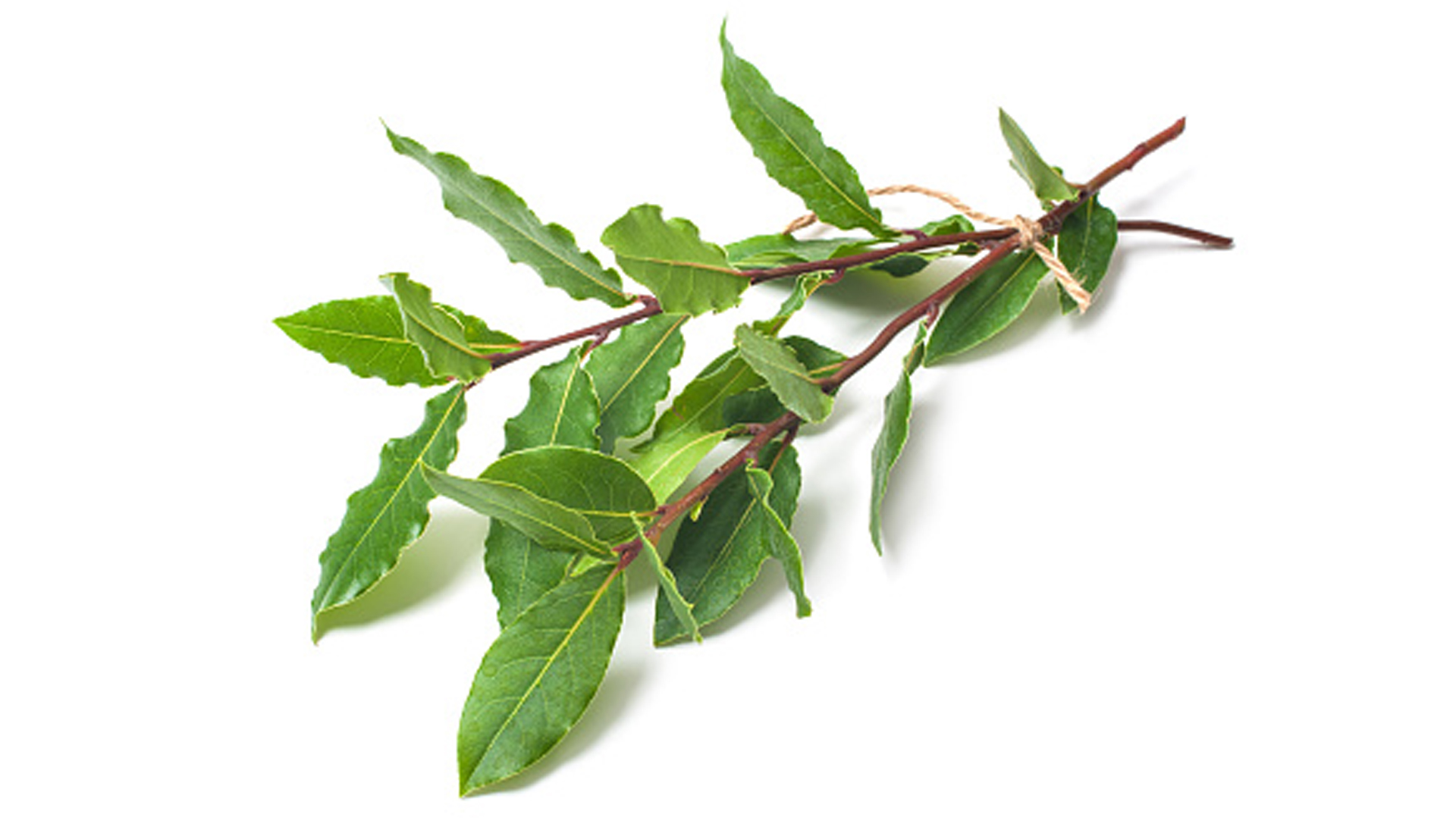 Herbes aromatiques – Laurier